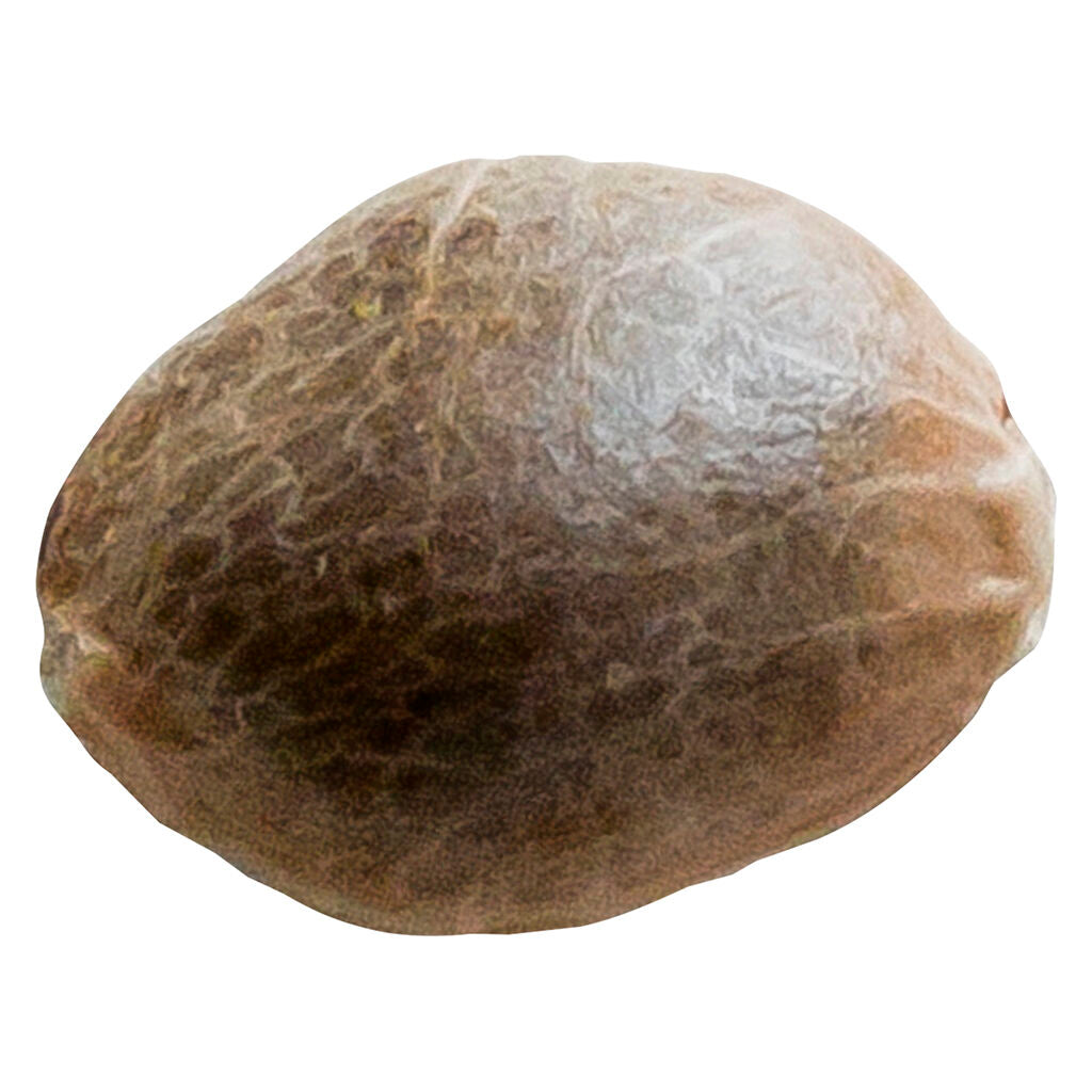 Bubba Cheese | Ontario Cannabis Store